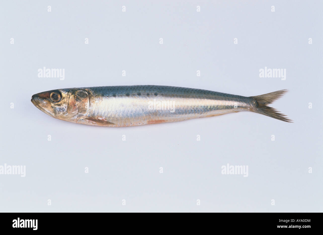 Only sardines hi-res stock photography and images - Alamy