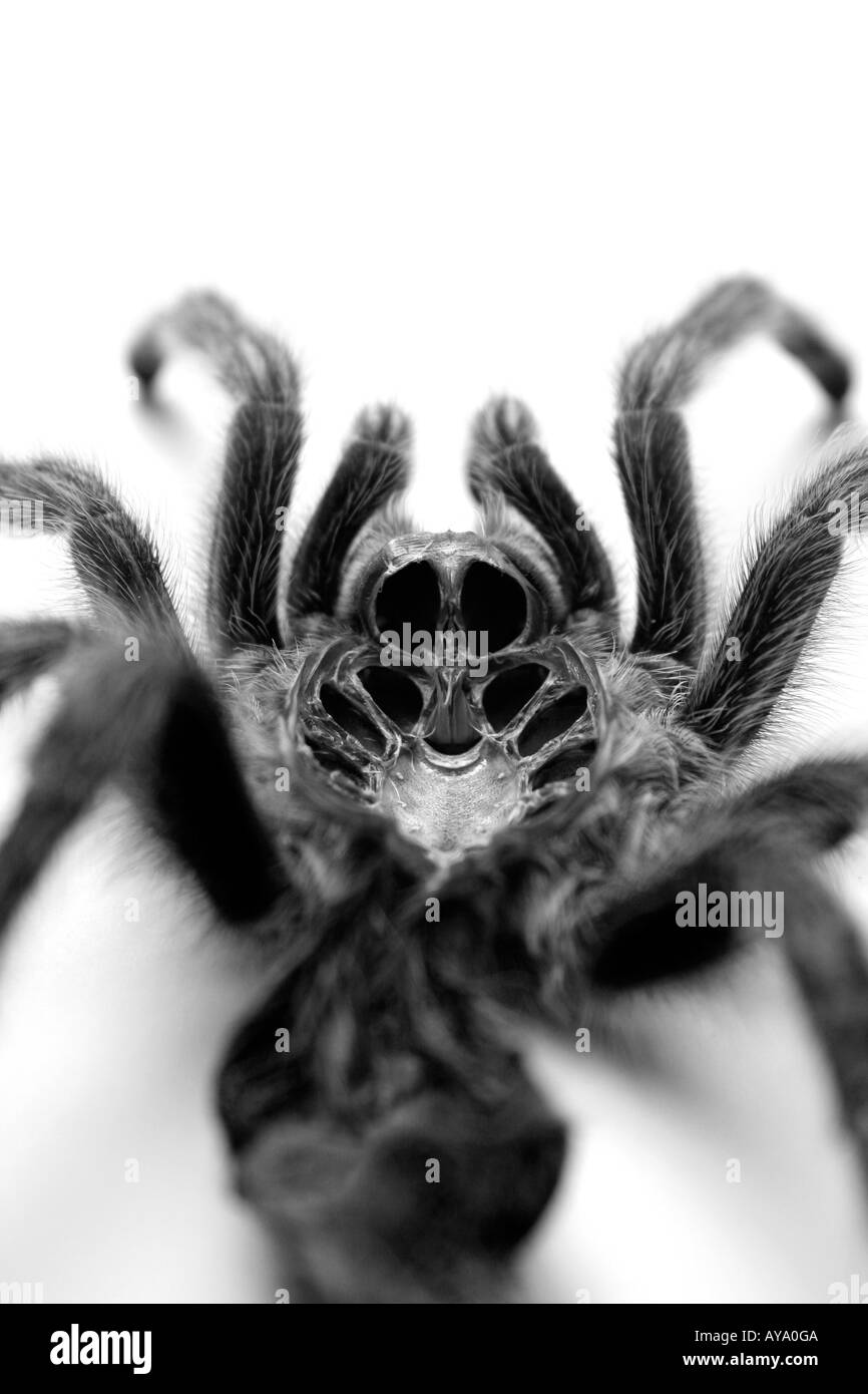 tarantula's molted skin Stock Photo - Alamy