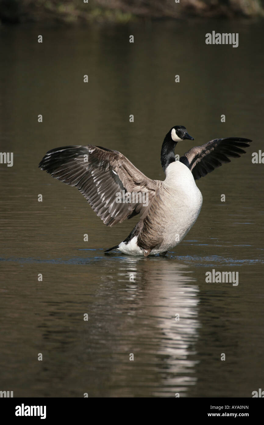 Canada goose stretching its wings Stock Photo - Alamy
