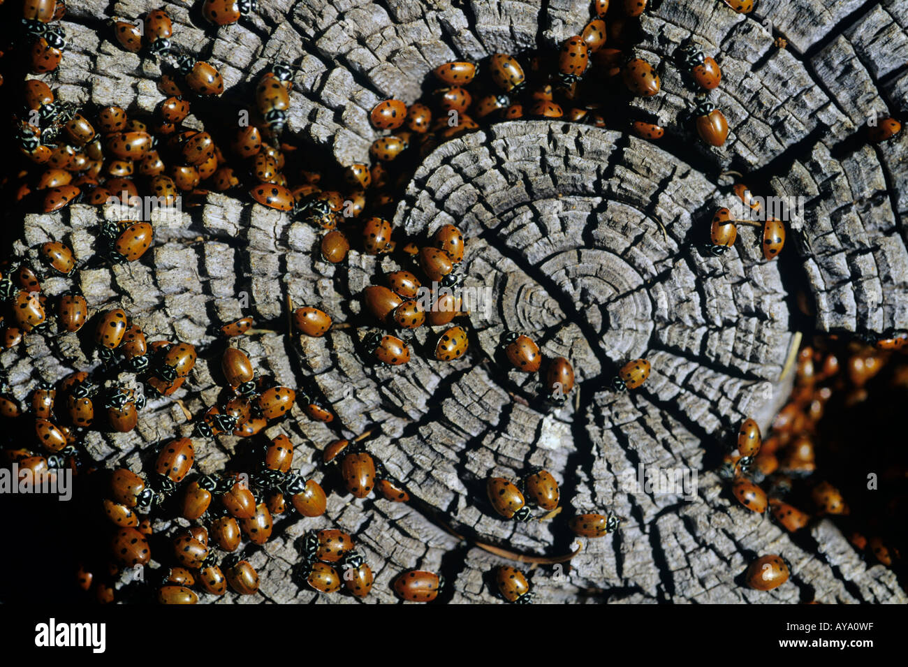 Lady Bugs In Colour High Resolution Stock Photography and Images - Alamy