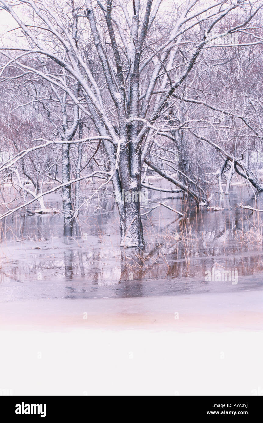 Snowy Tree in Frozen Water Stock Photo - Alamy