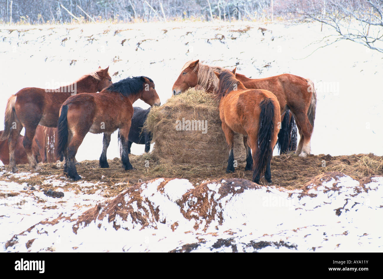 Ponies Eating Hay in Winter Stock Photo - Alamy