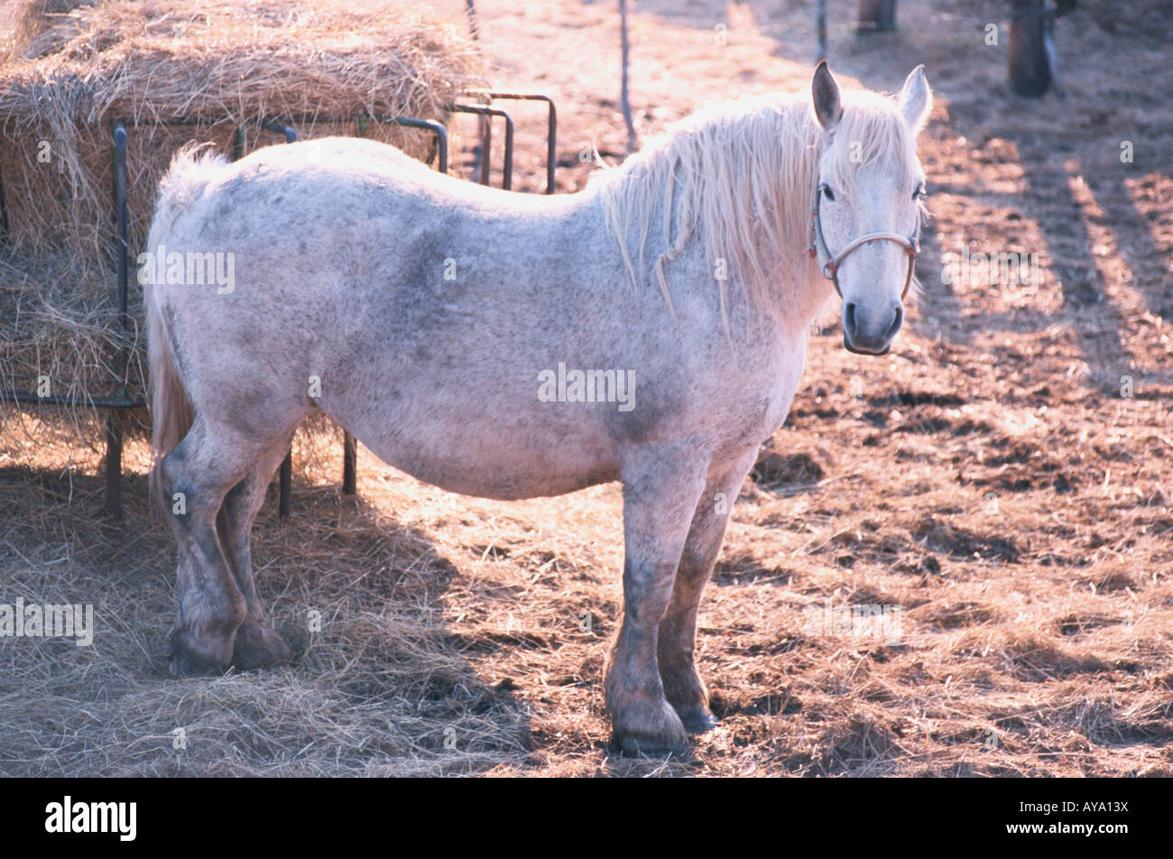 Pony near Hay Stock Photo - Alamy