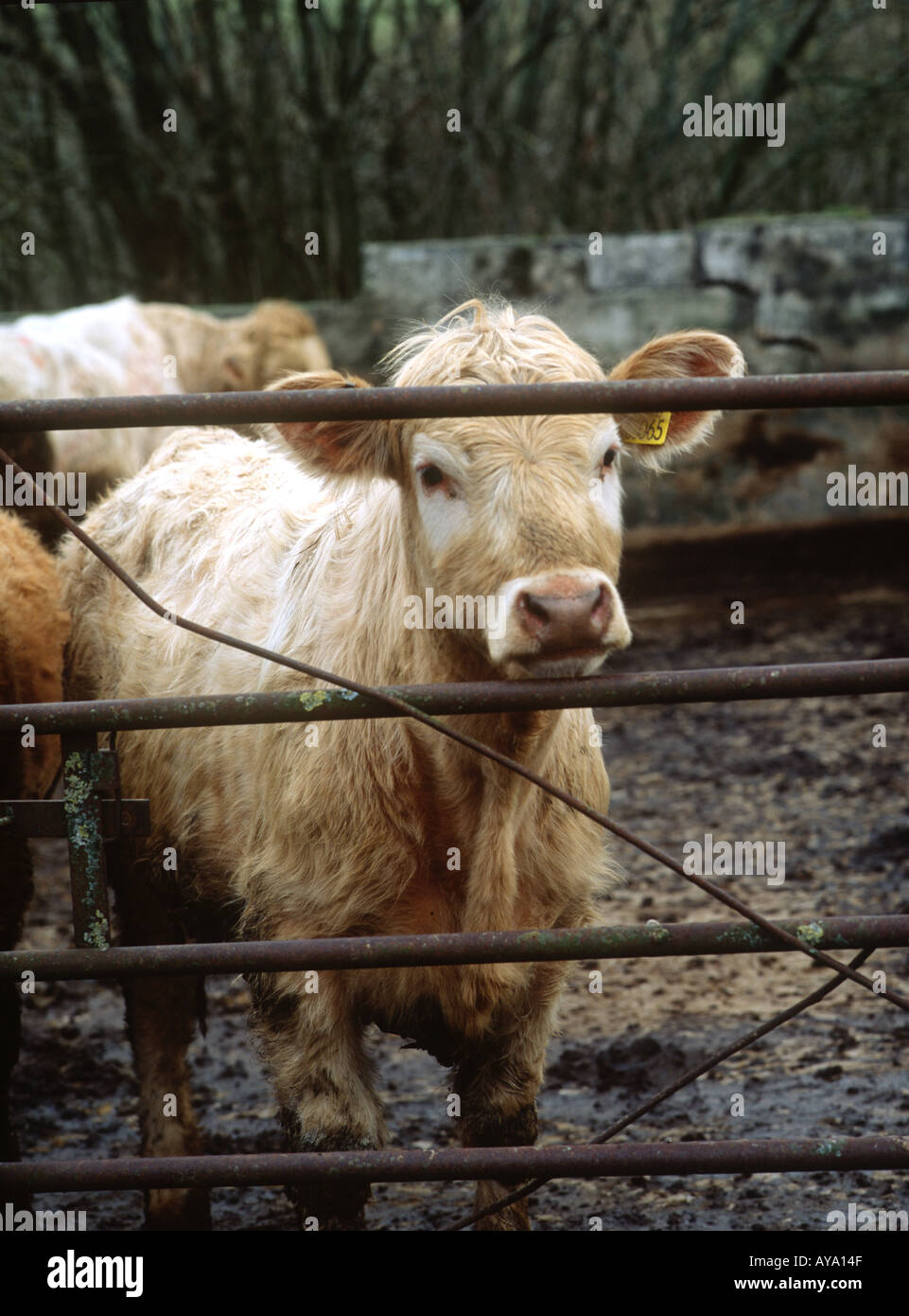 Bulls in farm hi-res stock photography and images - Alamy