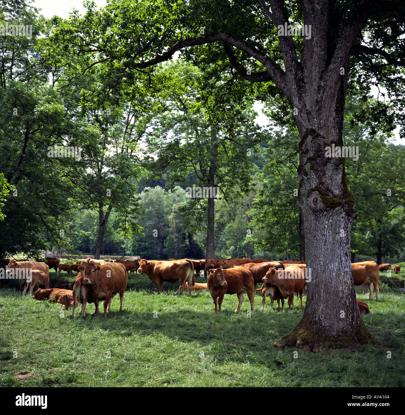 Limousin oak hi-res stock photography and images - Alamy