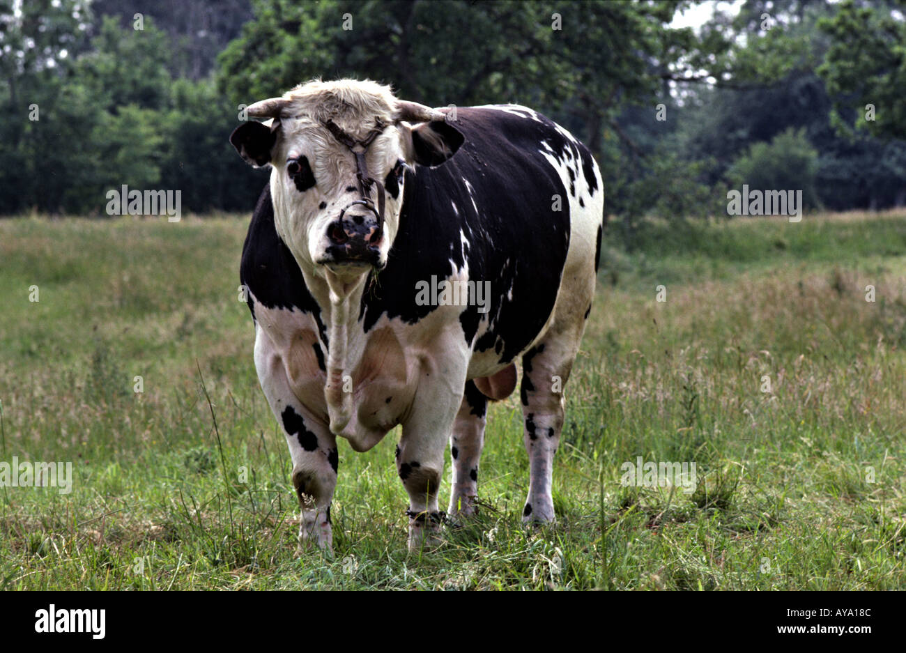 Normandy cow france hi-res stock photography and images - Alamy