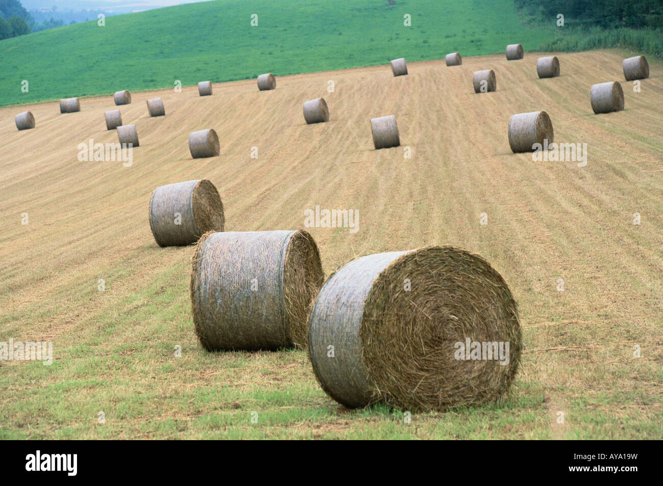 Field of haystacks hi-res stock photography and images - Alamy