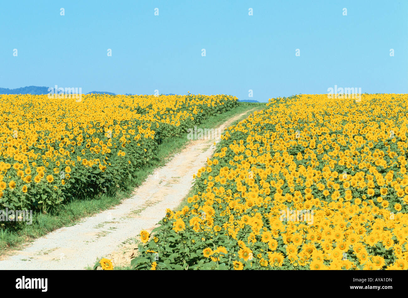 Through sunflower fields hi-res stock photography and images - Alamy