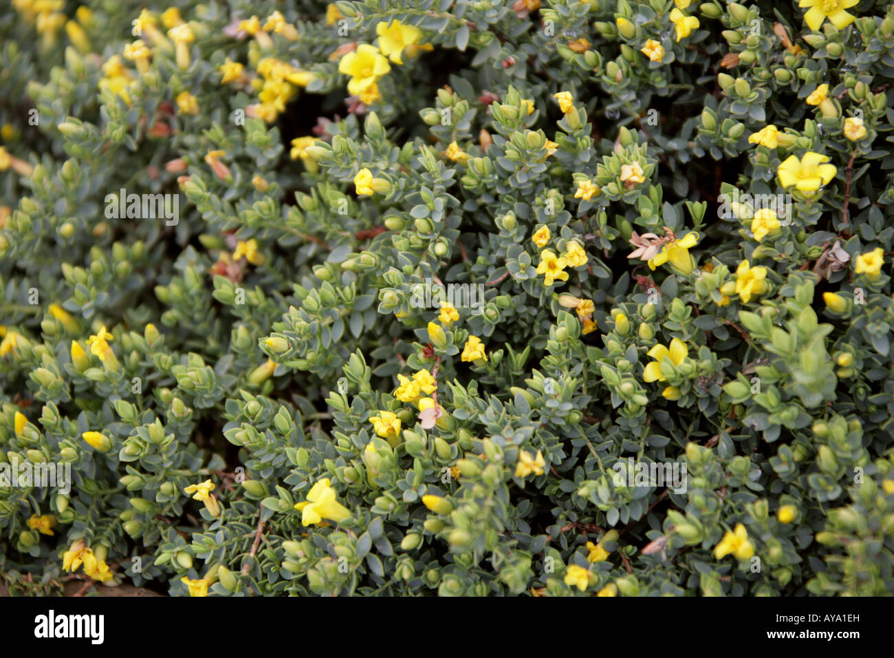 Dwarf St John's Wort, Hypericum aegypticum, Hypericaceae. Mediterranean ...