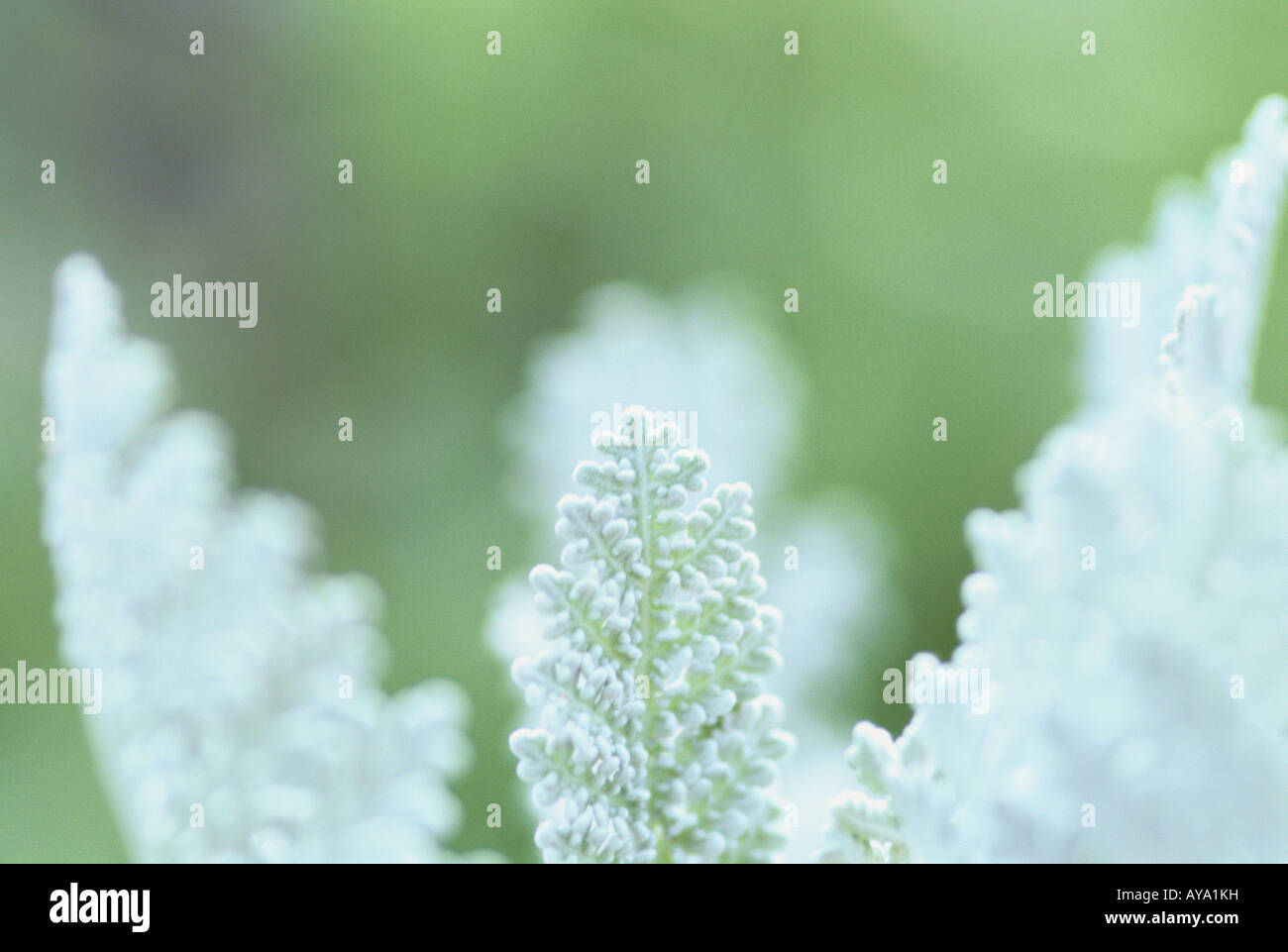 White Leaves of Plant Stock Photo - Alamy