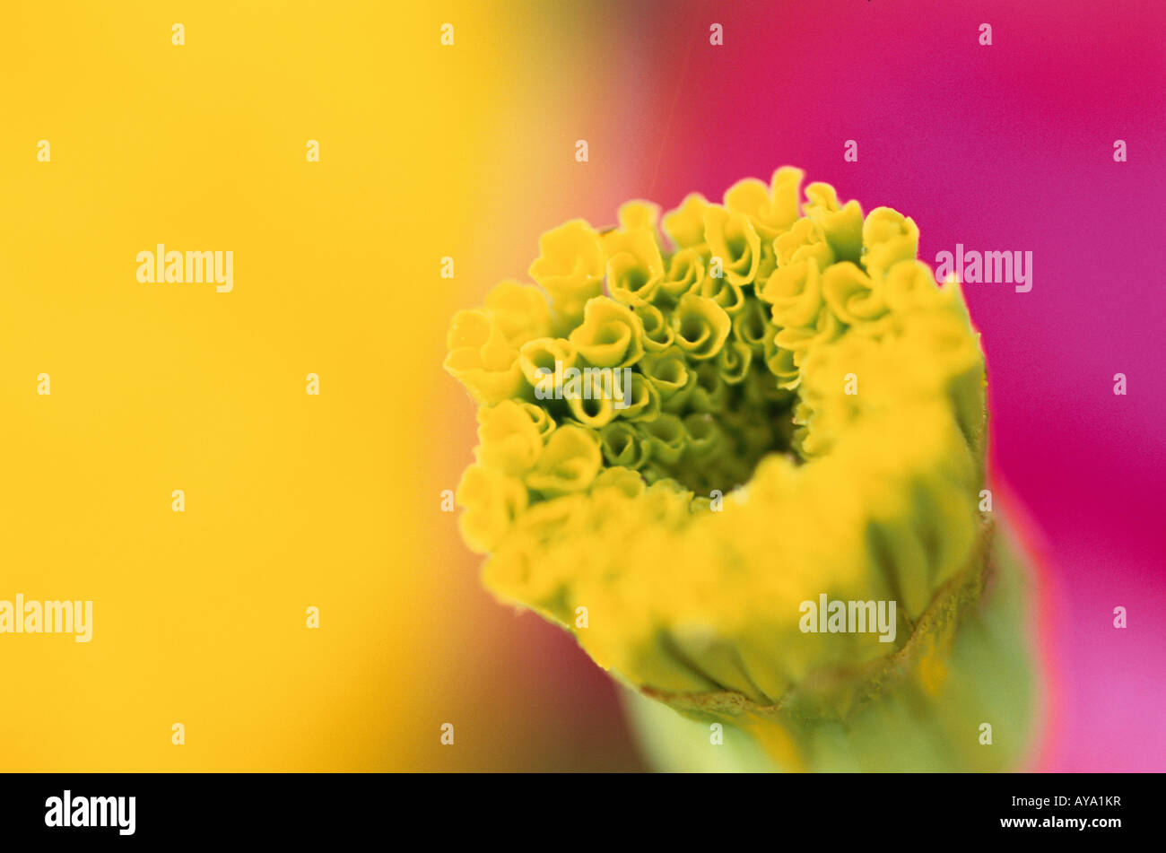 Stamens of Yellow Flower Stock Photo - Alamy