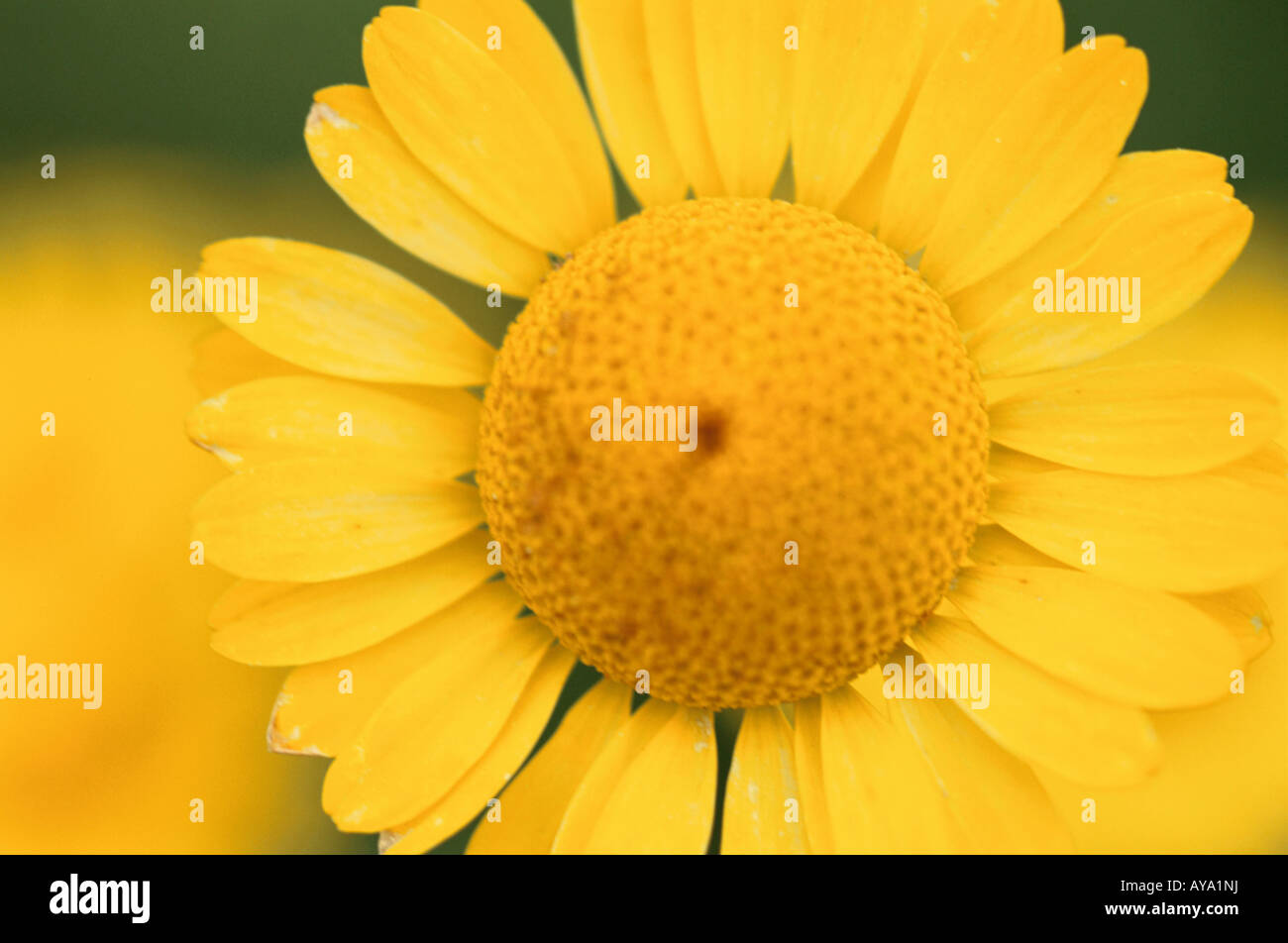 Circular image plants hi-res stock photography and images - Alamy
