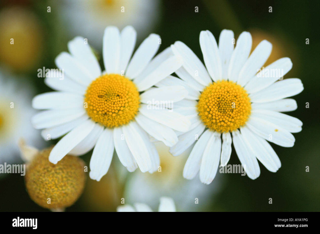 Two Flowers of Daisy Stock Photo - Alamy