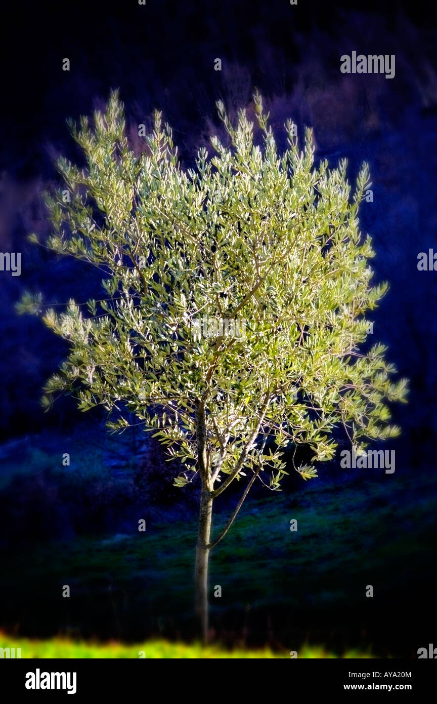 Olive Tree Tuscany Italy Stock Photo - Alamy