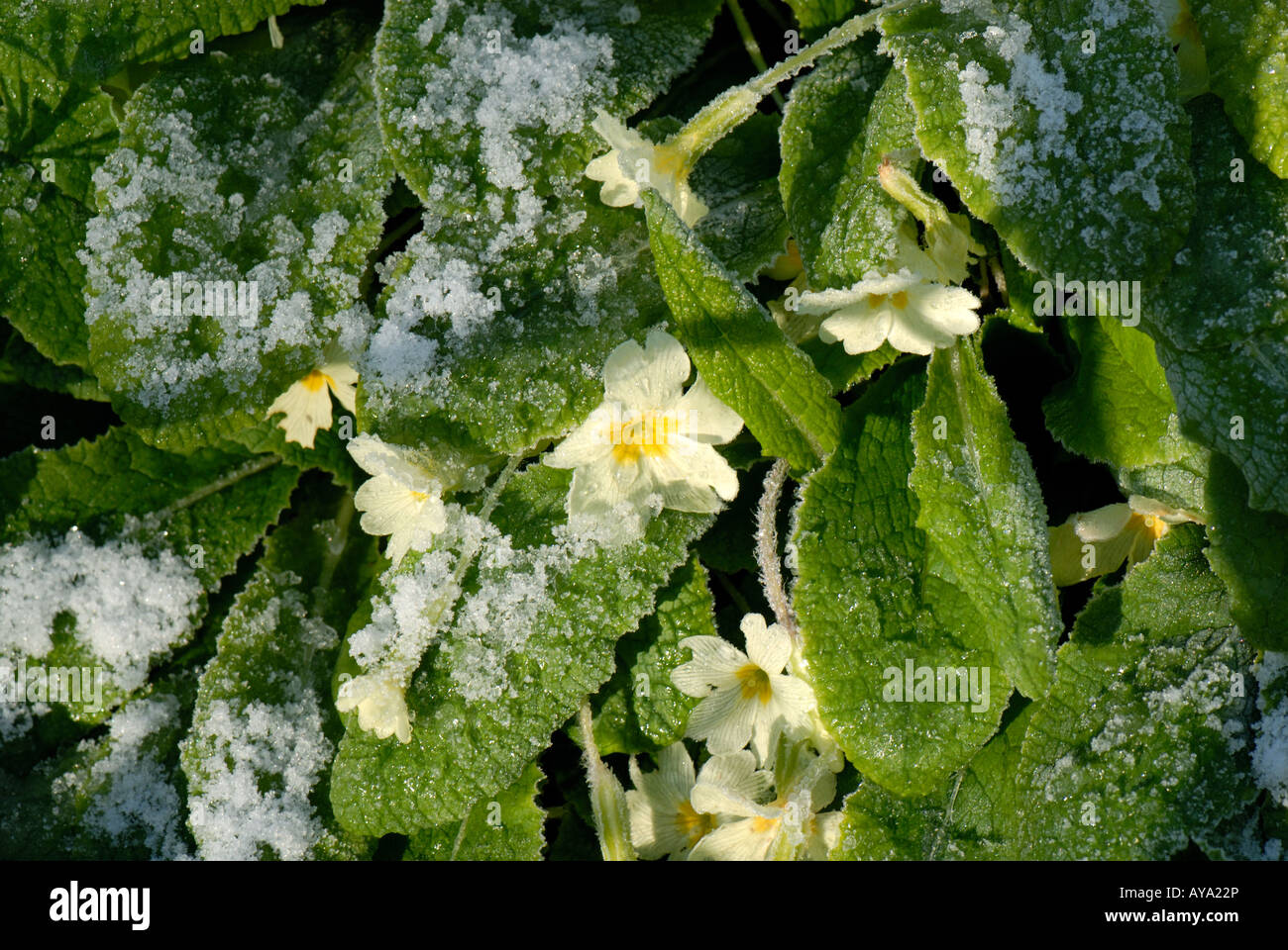 Primrose Primula vulgaris with a light covering of snow in deciduous ...