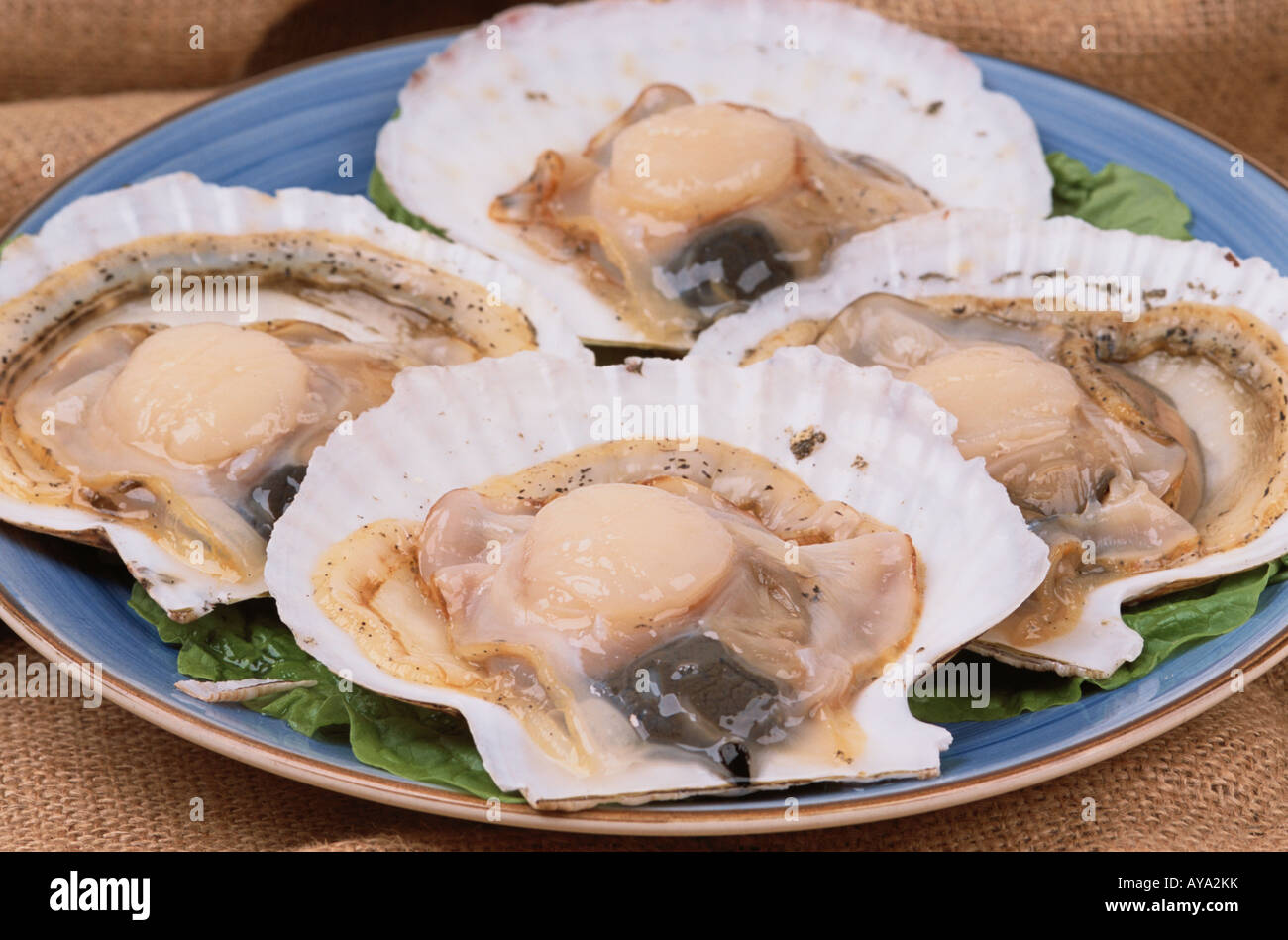 Scallops with Shells Stock Photo - Alamy
