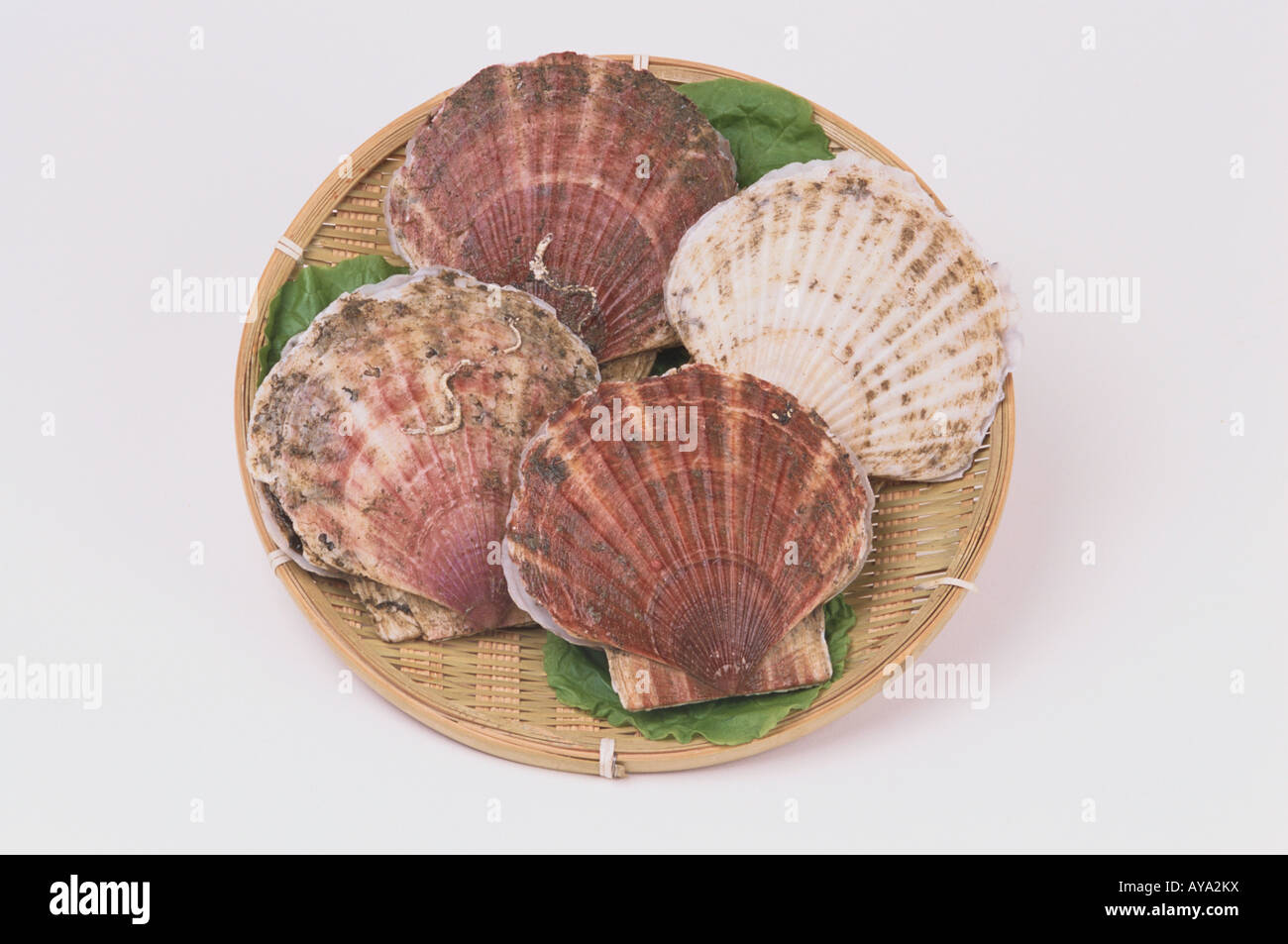 Scallop Shells on Plate Stock Photo - Alamy