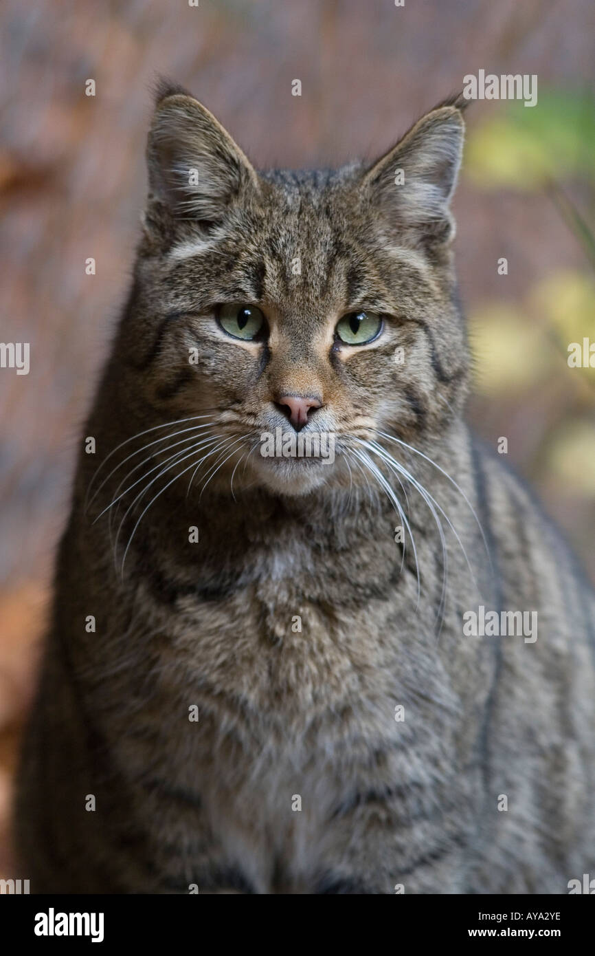 Wild cat Felis silvestris Stock Photo - Alamy
