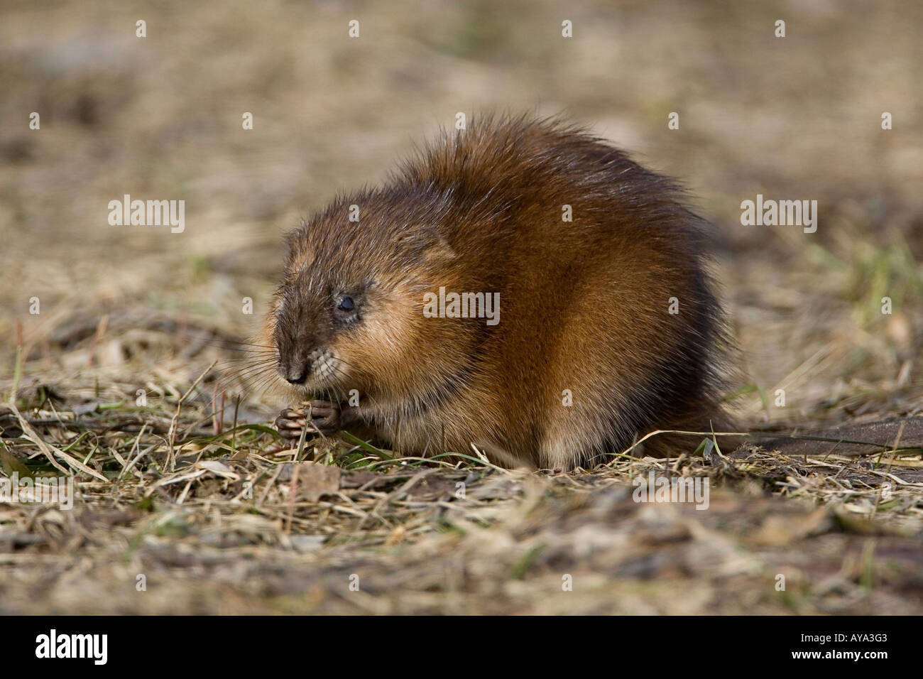 Musquash hi-res stock photography and images - Alamy
