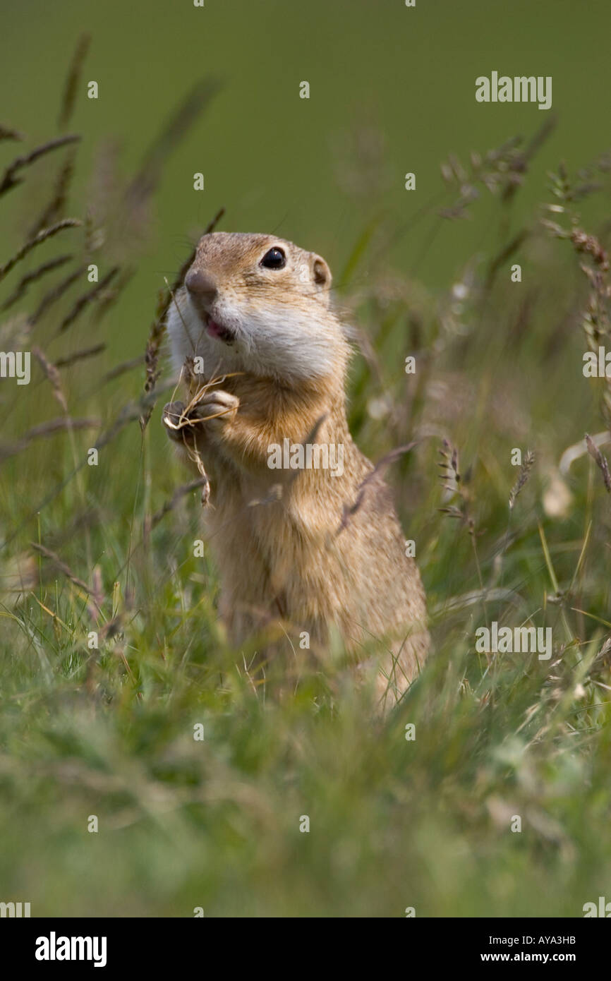 Citellus citellus European ground squirrel Stock Photo - Alamy