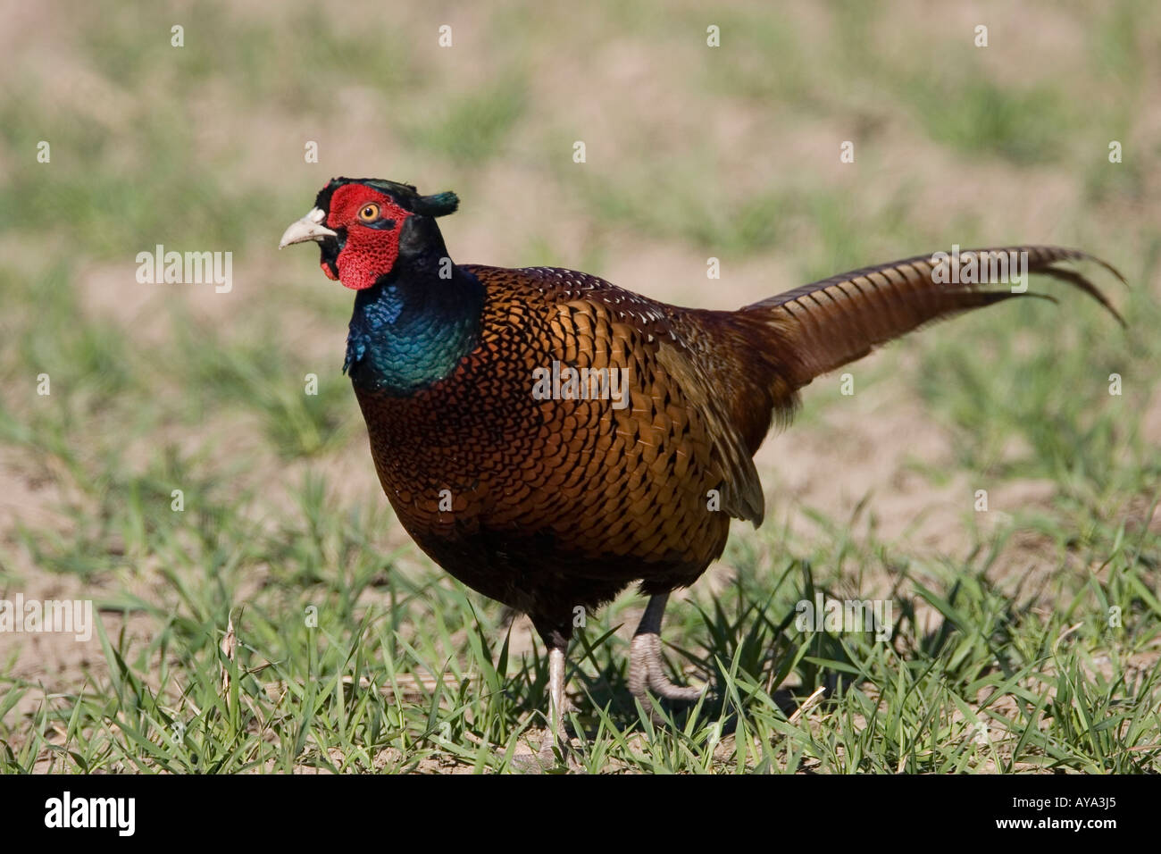Common Pheasant Phasianus colchicus Stock Photo - Alamy