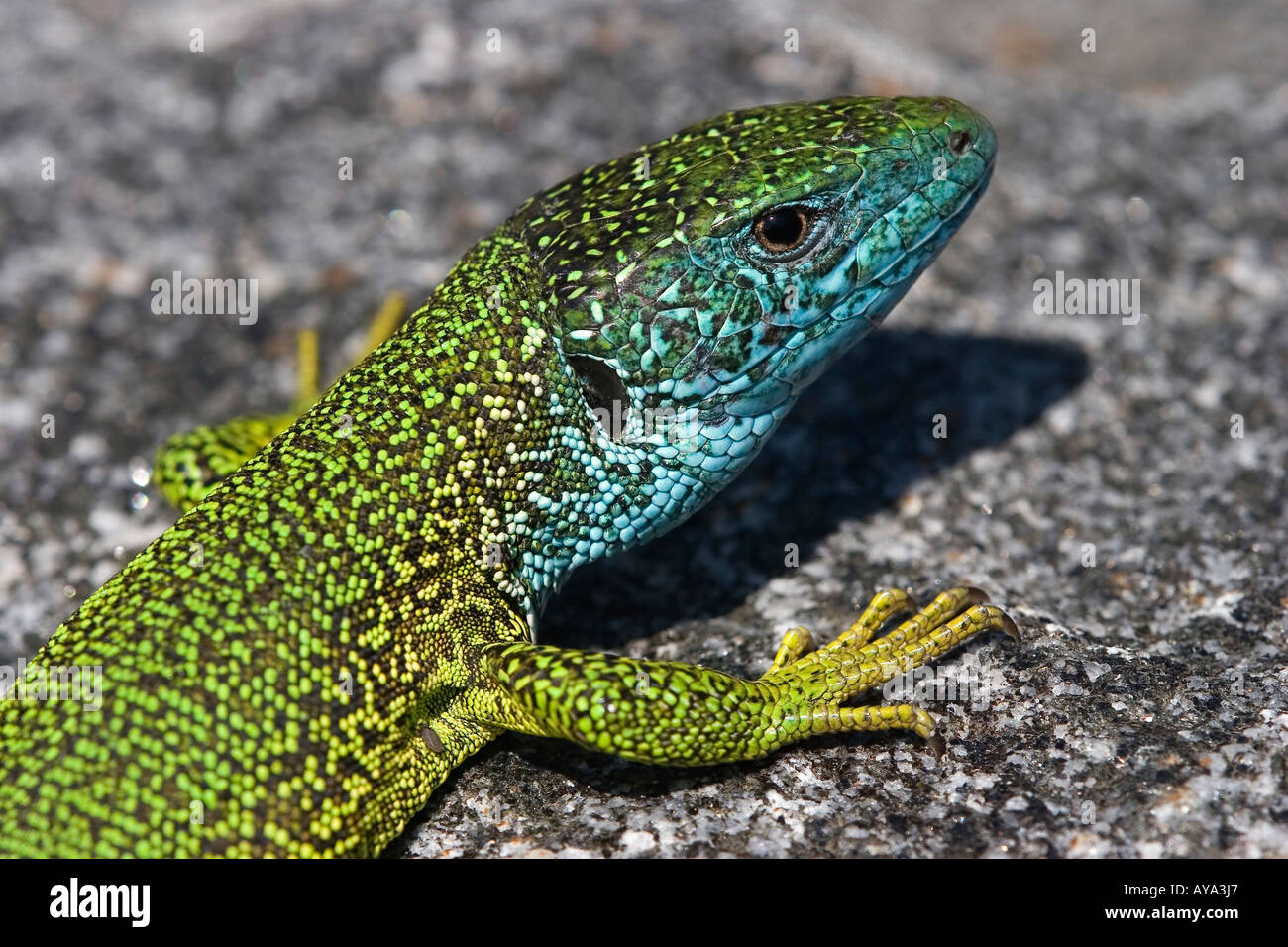 Eastern green lizard Lacerta viridis Stock Photo - Alamy