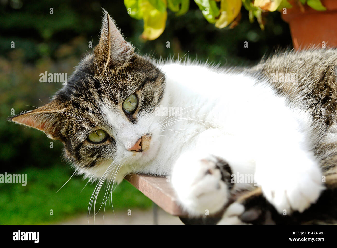 Mottled cat hi-res stock photography and images - Alamy