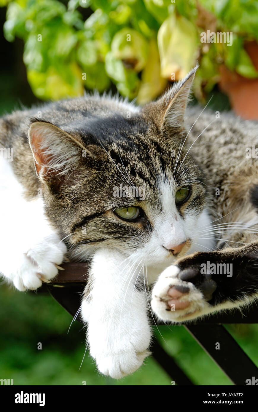 Mottled cat hi-res stock photography and images - Alamy