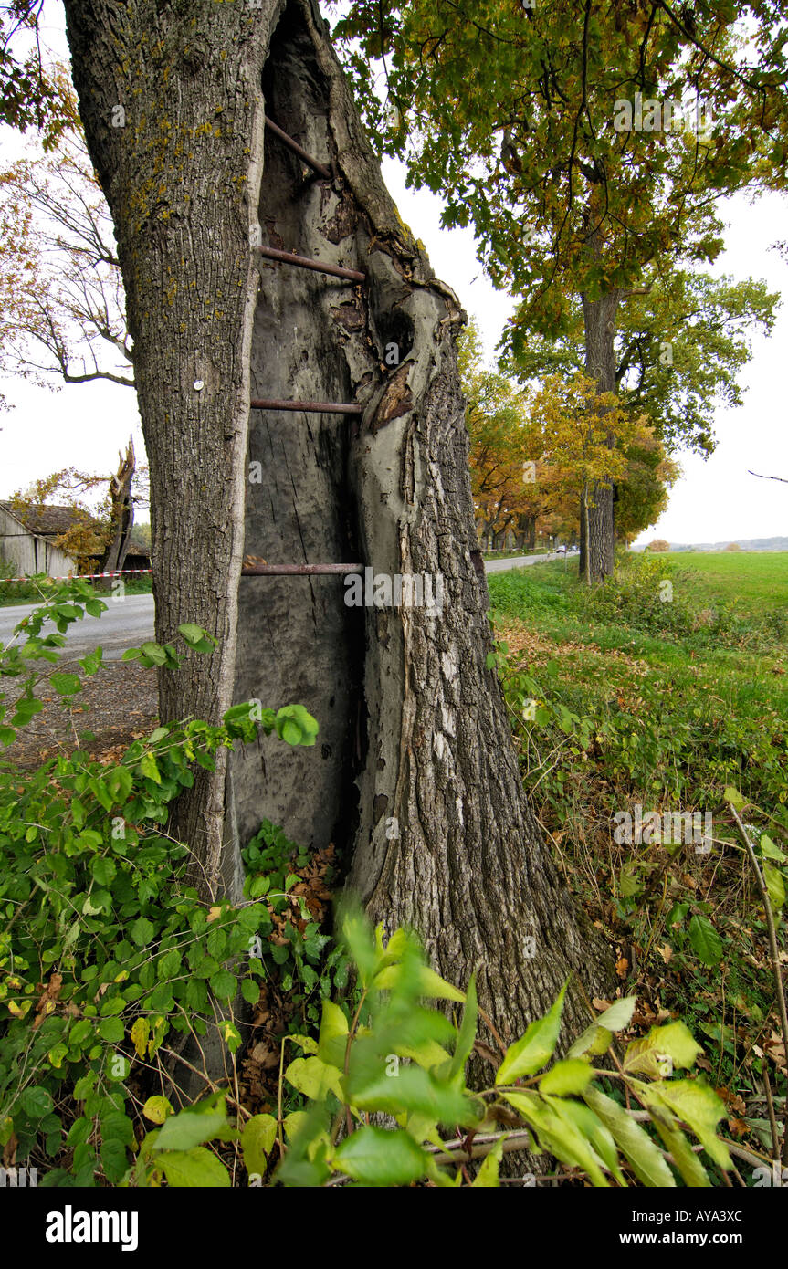English oak tree pedunculate trunk bark hi-res stock photography and ...