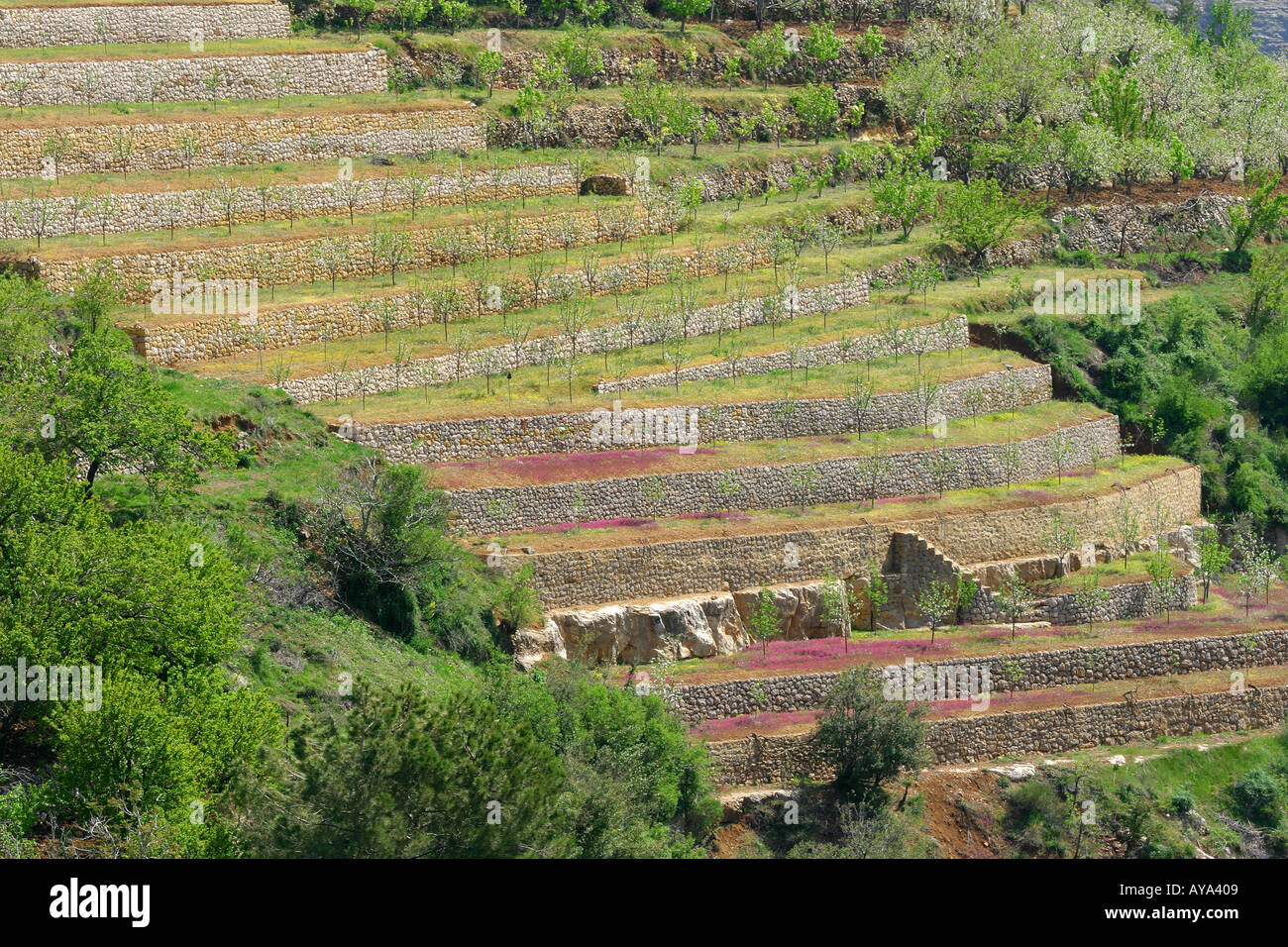 Lebanon farming hi-res stock photography and images - Alamy