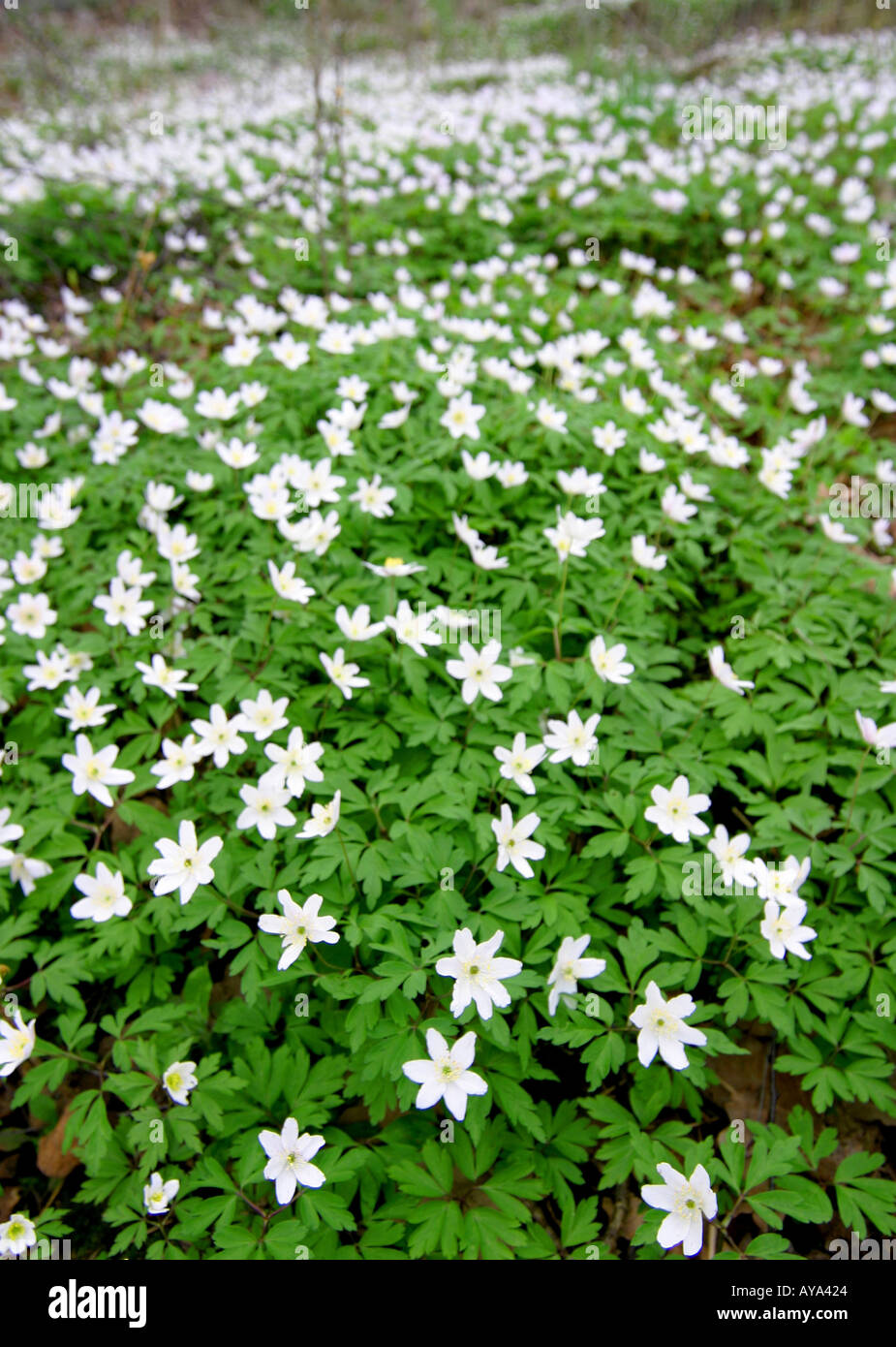 Bush anemones hi-res stock photography and images - Alamy