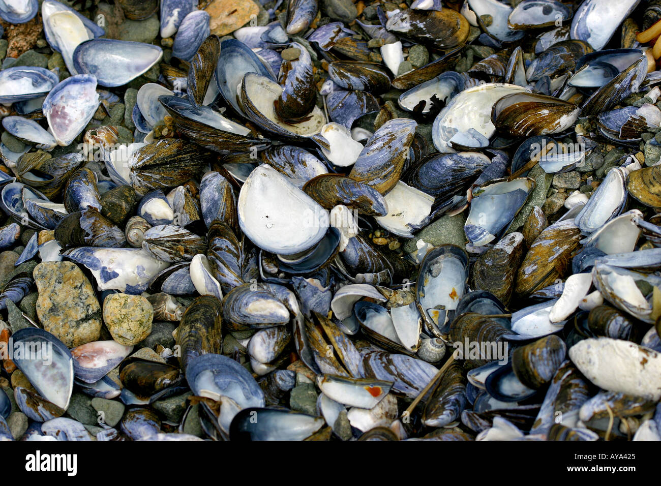 Common decorative hi-res stock photography and images - Alamy