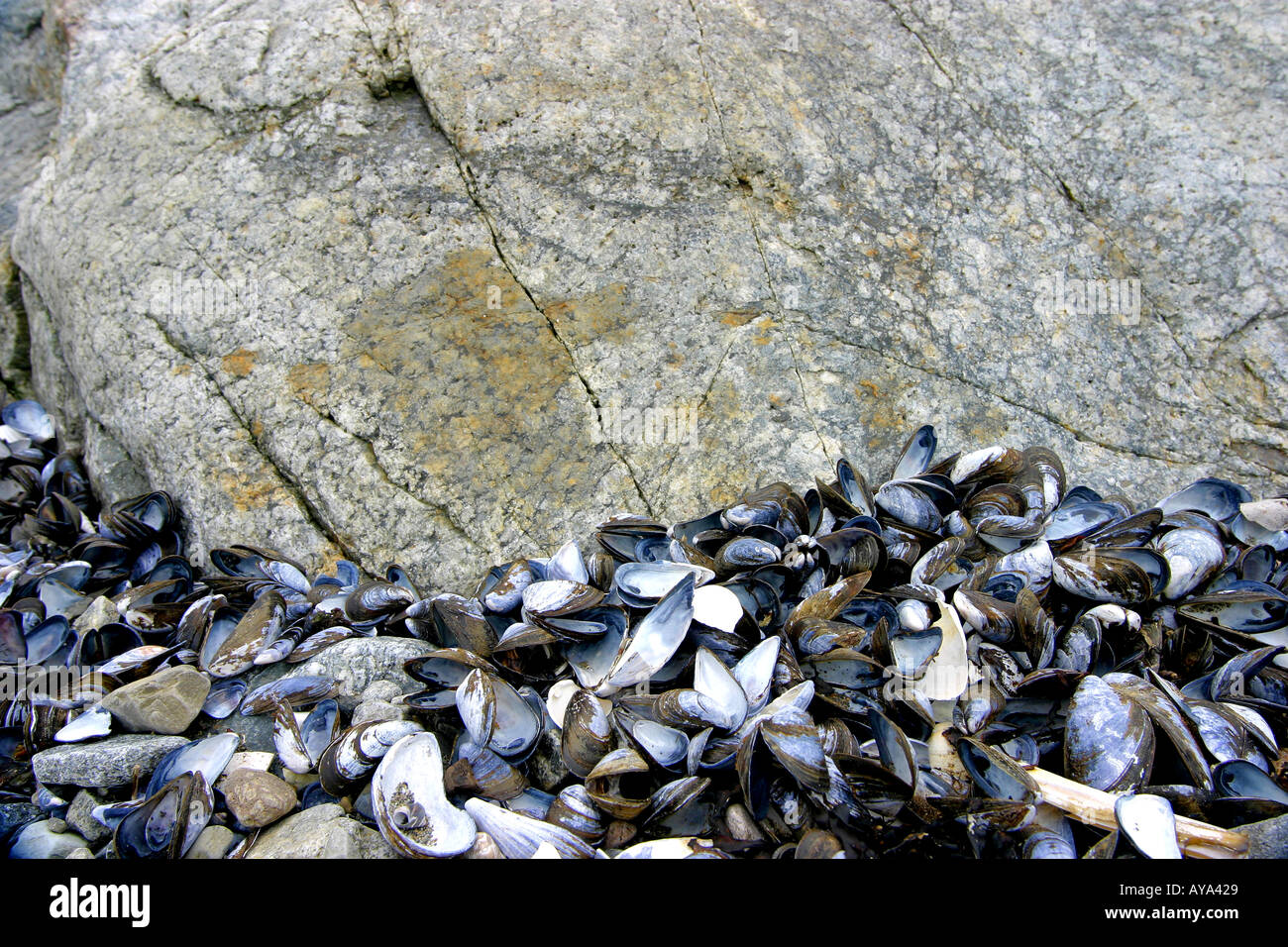 Mytilus edulis norway hi-res stock photography and images - Alamy
