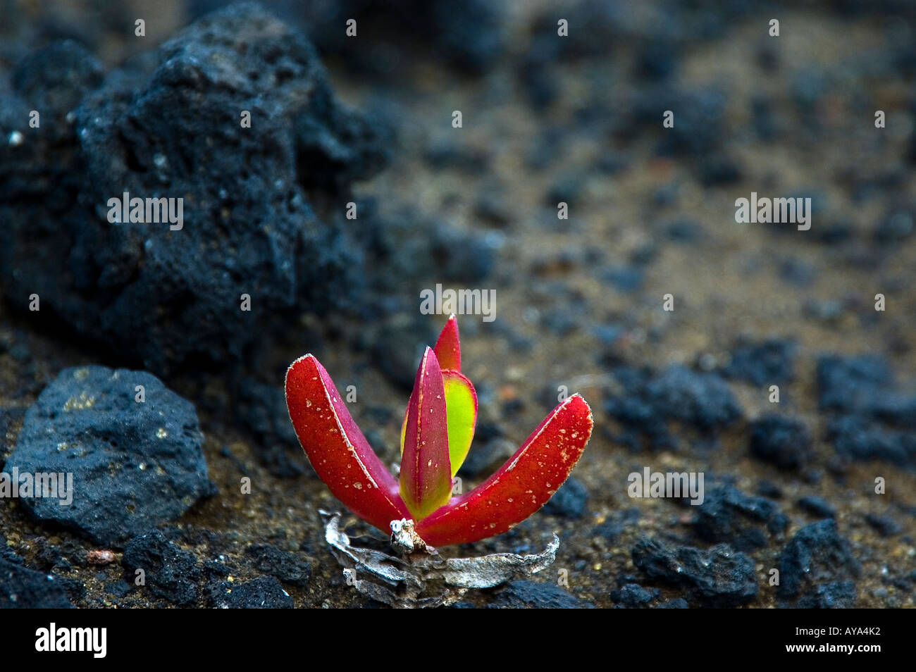 Penurious hi-res stock photography and images - Alamy