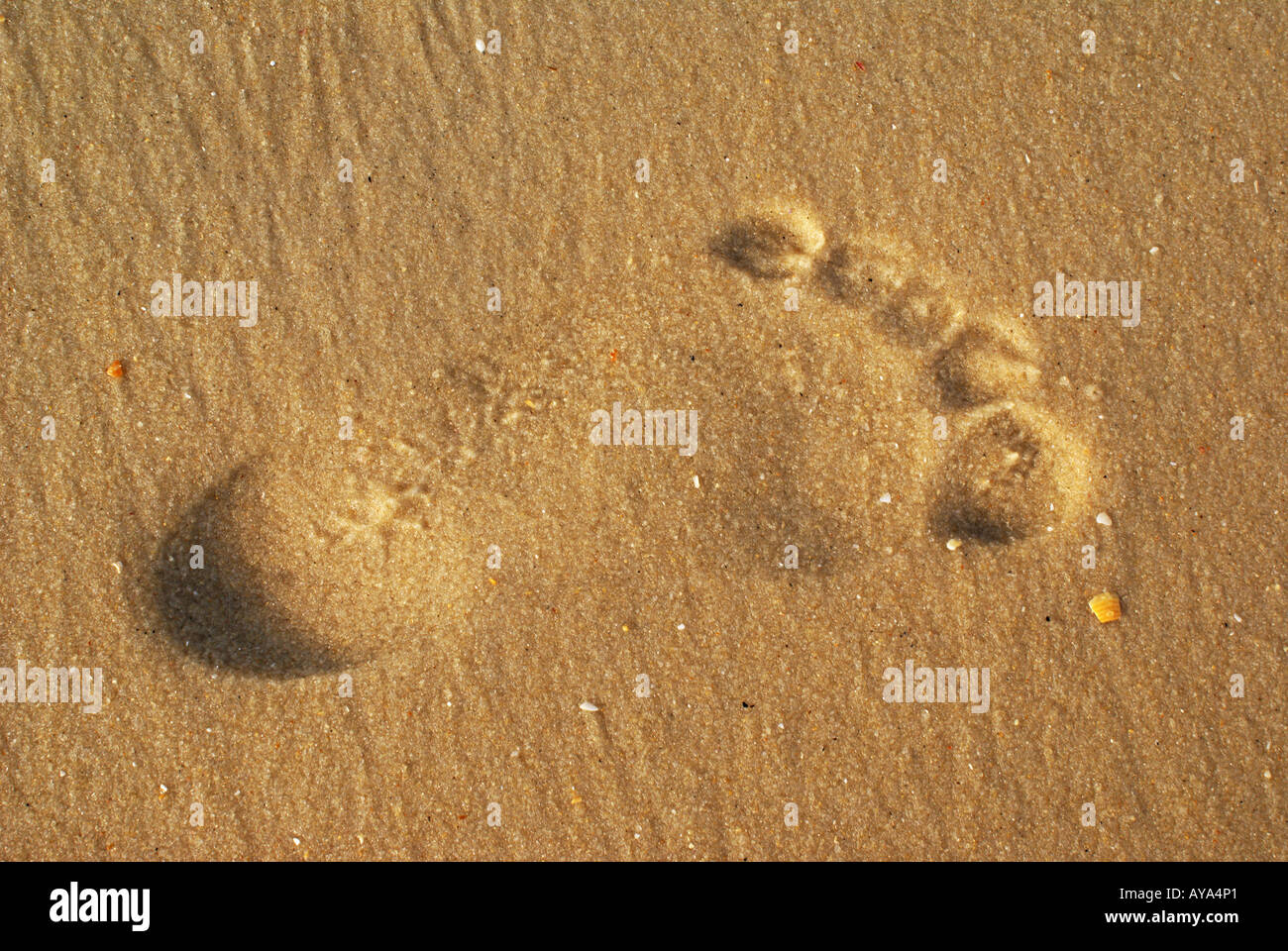 Print of foot hi-res stock photography and images - Alamy