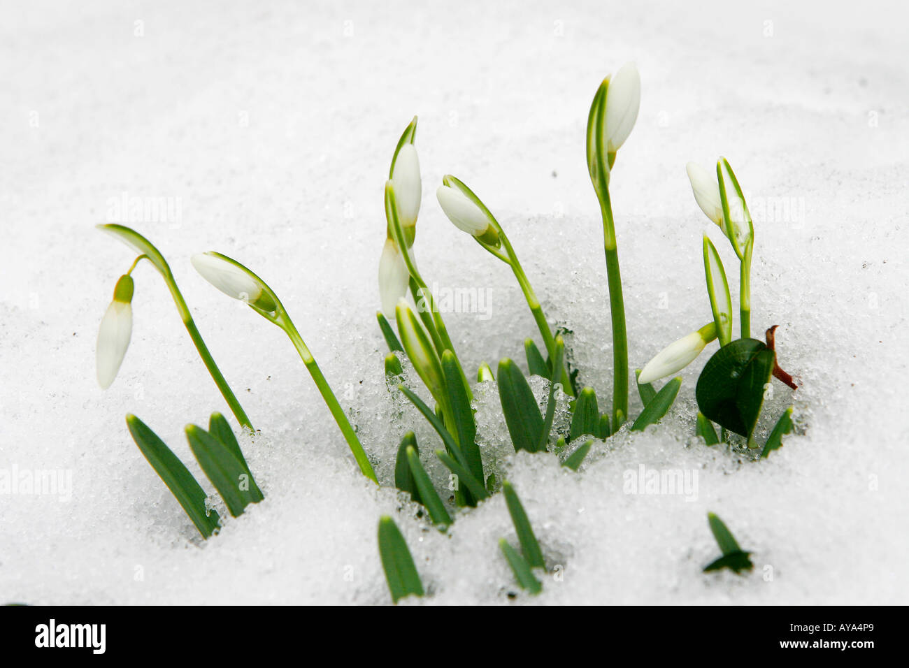 Galanthus nivalis snow hi-res stock photography and images - Alamy