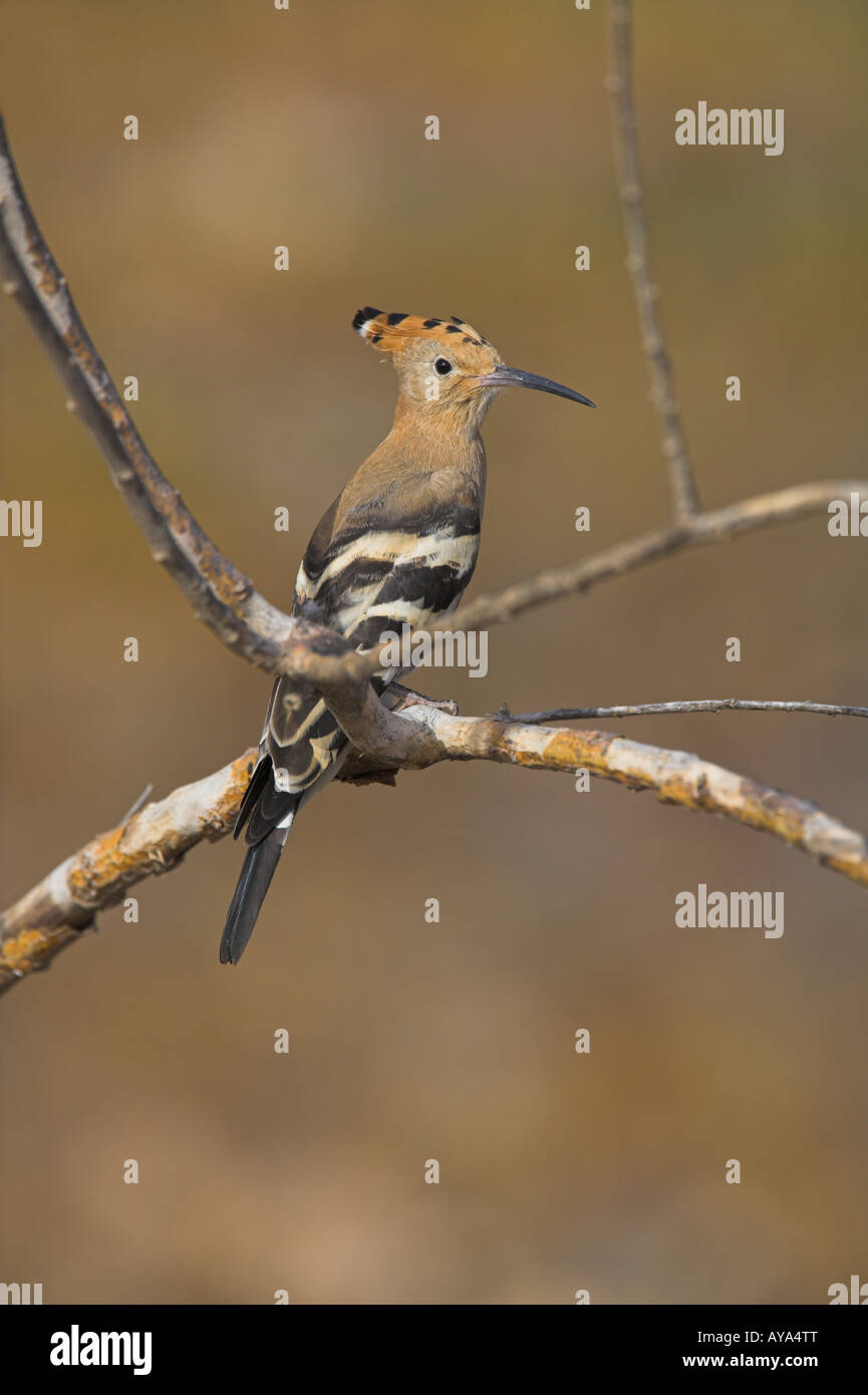 Hoopoe Upupa epops perched in dead tree against soft background on ...