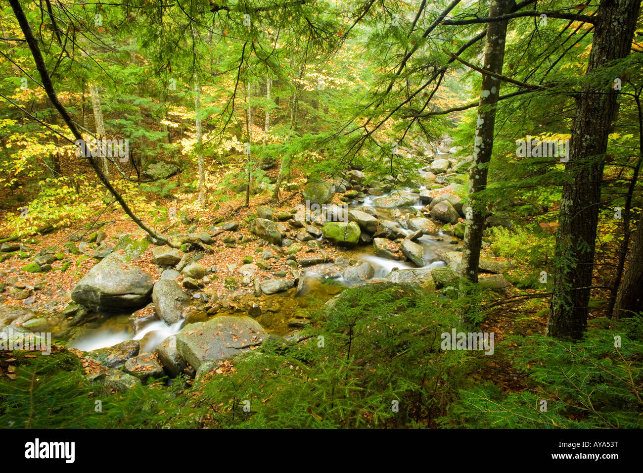 A tributary of the Baker River flows through a hemlock forest in Groton ...
