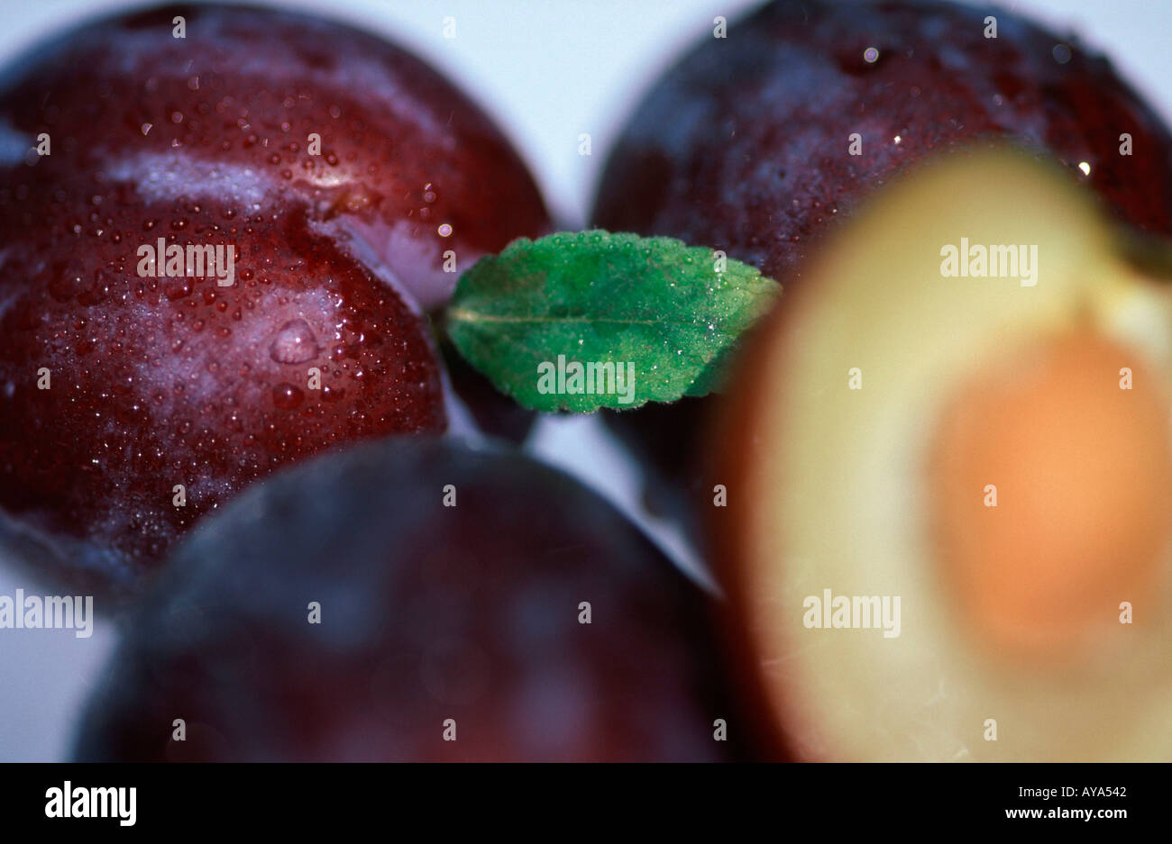 Plums Prunus domestica Pflaumen Obst Fruechte Frucht fruit ...
