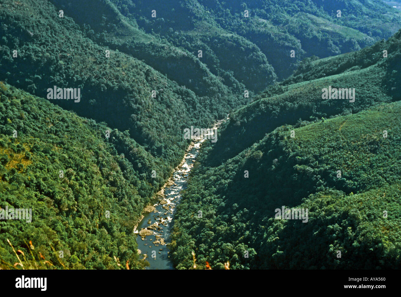 Canela brasil hi-res stock photography and images - Alamy