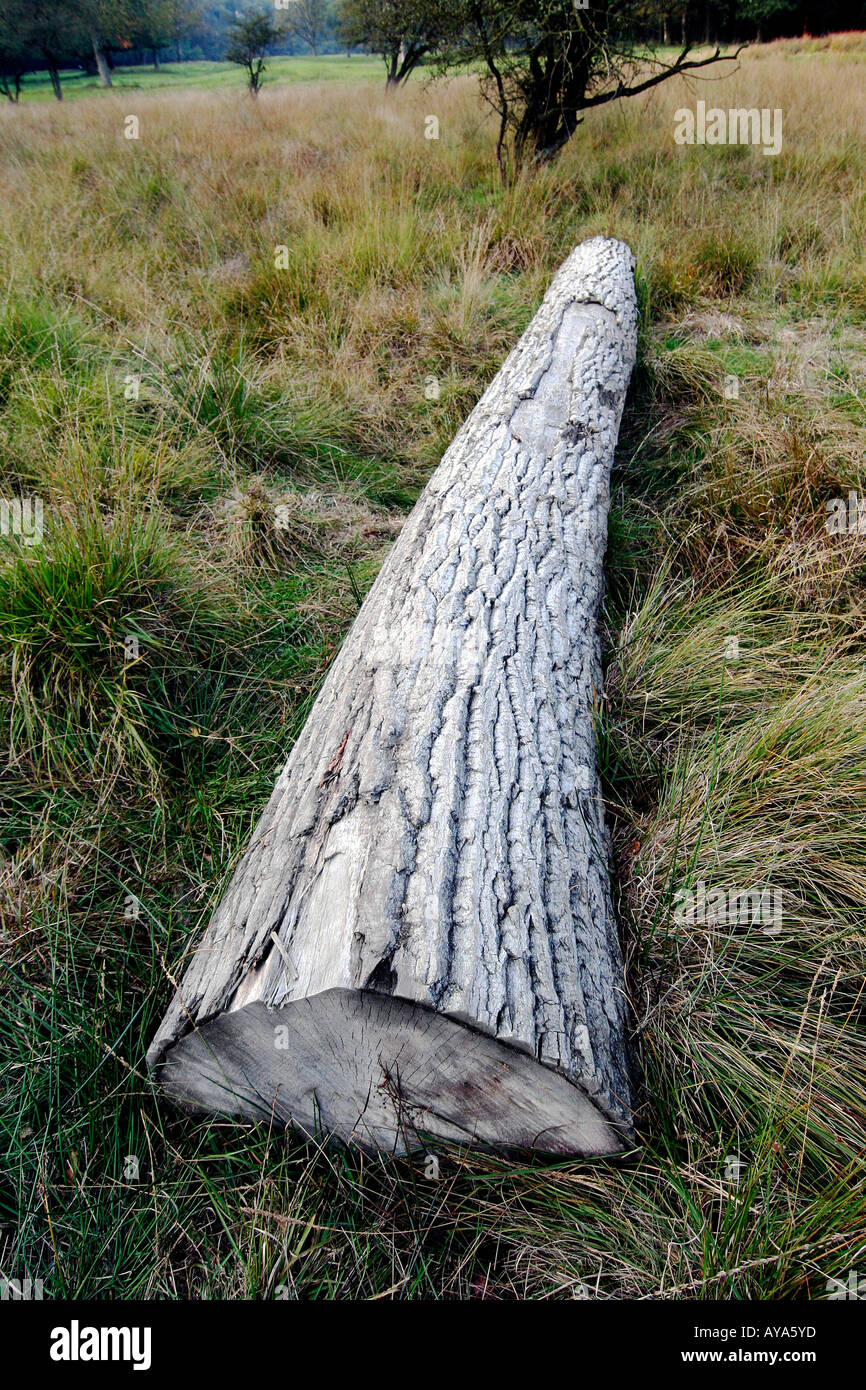 Cut off tree hi-res stock photography and images - Alamy
