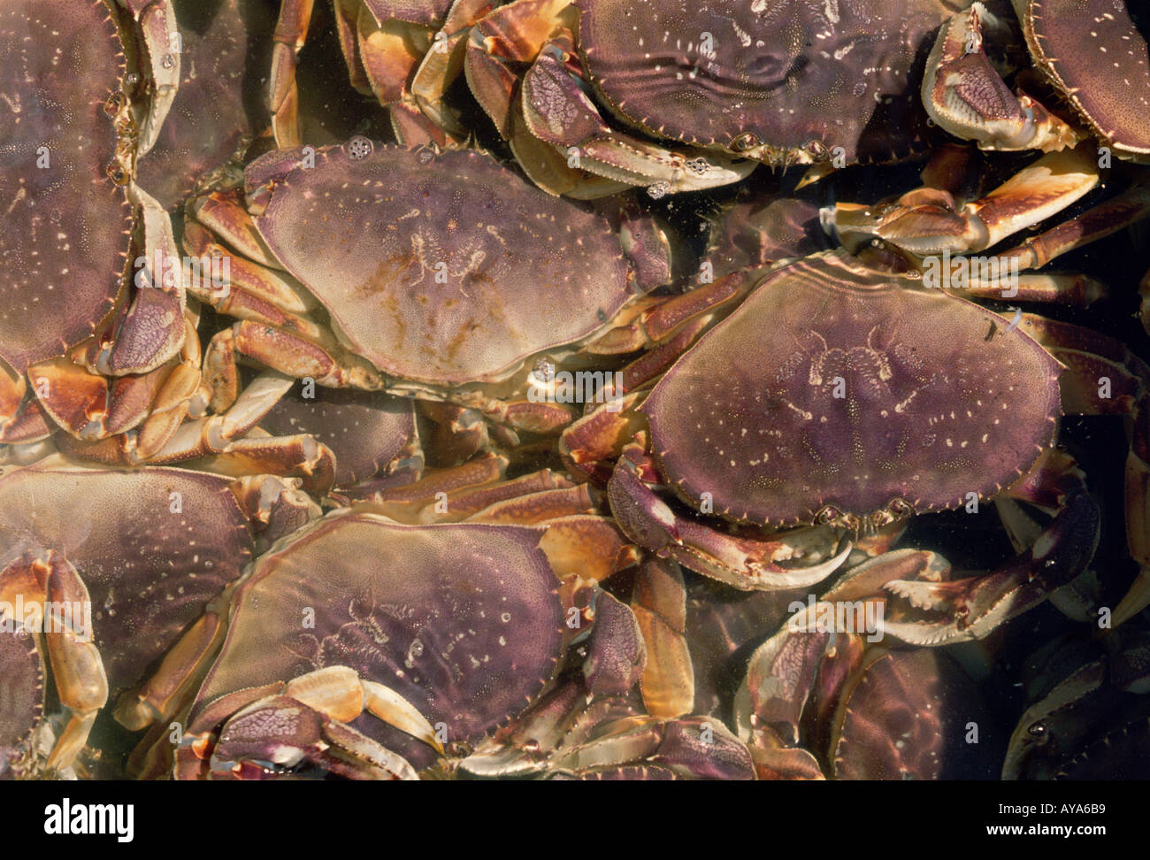 Dungeness crabs in tank on crab boat Stock Photo - Alamy