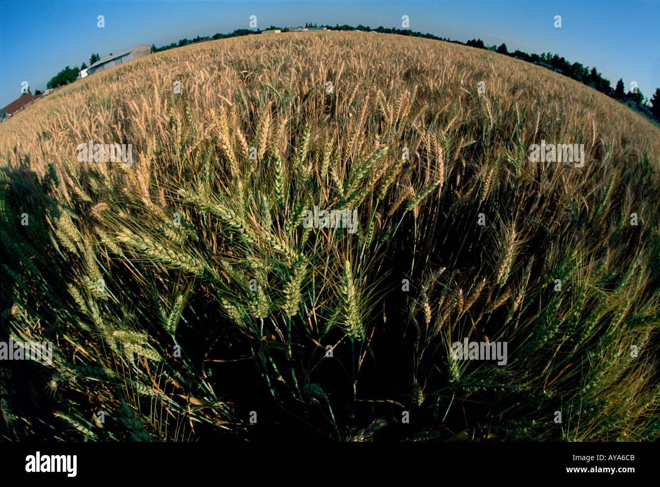 U s wheat production hi-res stock photography and images - Alamy