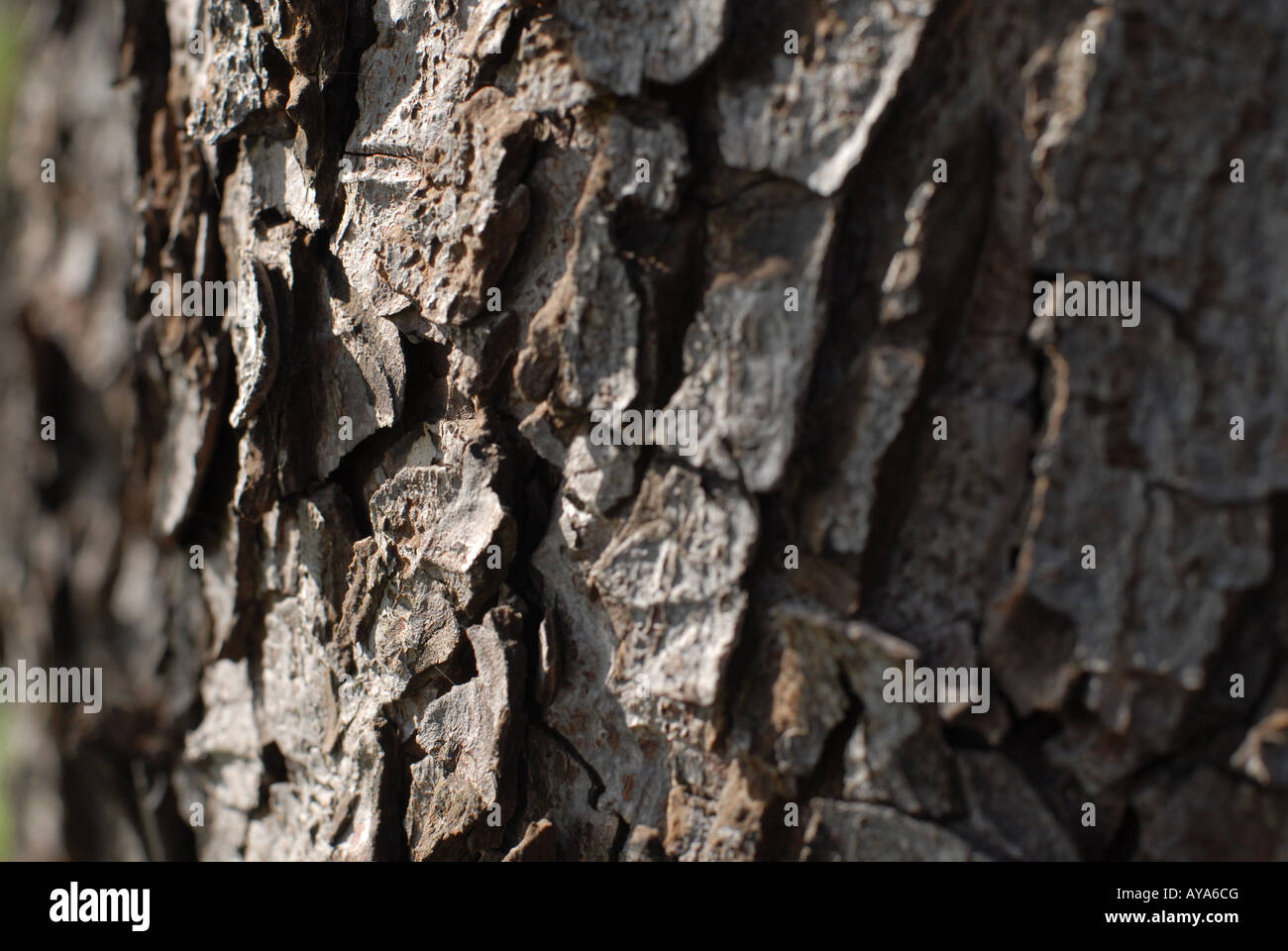 Tree bark of a chestnut tree Stock Photo - Alamy