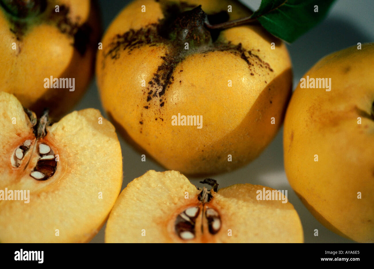 Quinces Cydonia vulgaris Quitten Rosengewaechse Rosaceae Fruechte ...