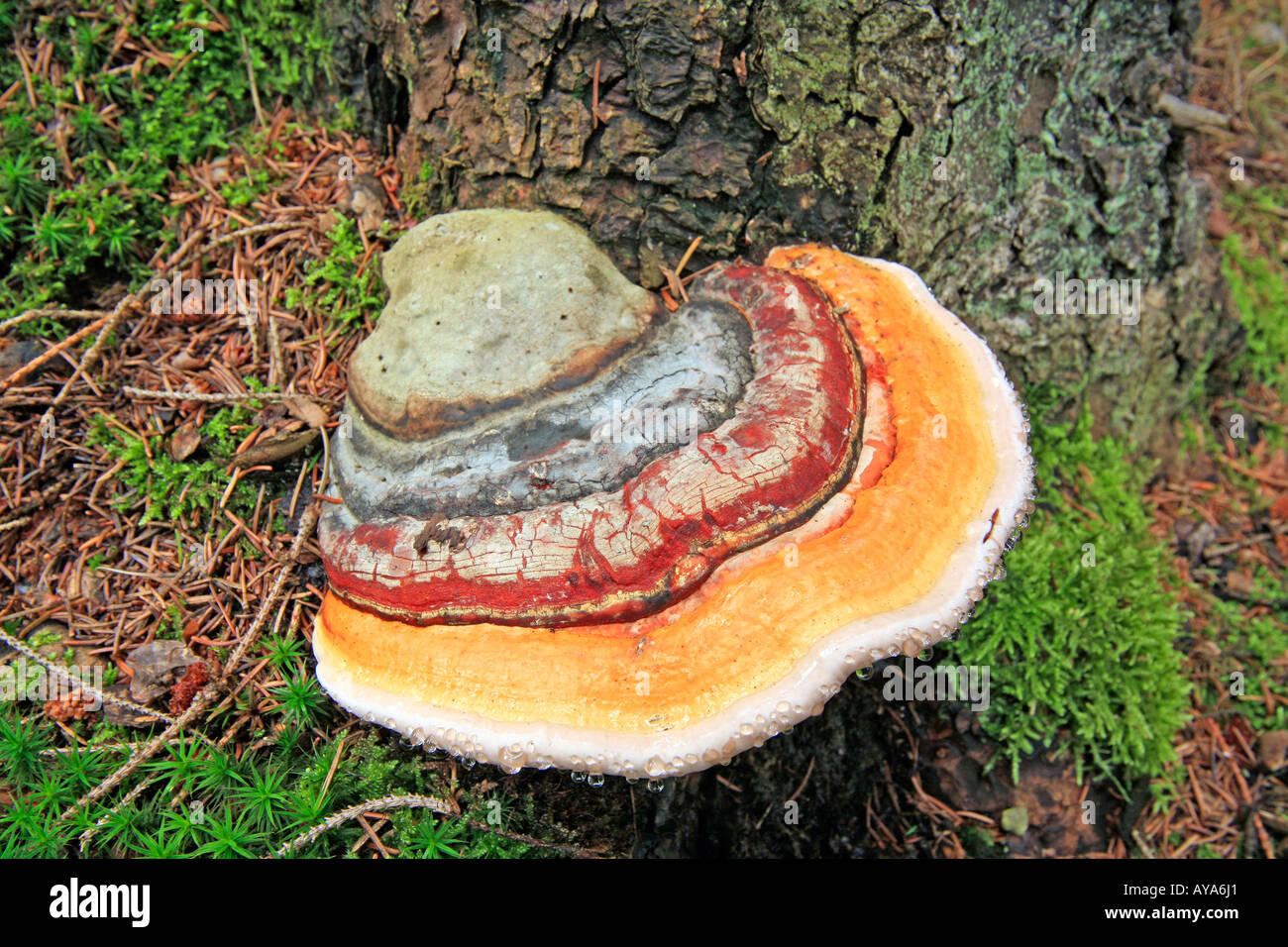 Tree mushroom with black, red and yellow colors, like the flag of ...