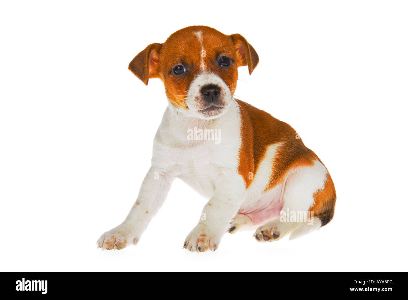Brown Jack Russell Terrier Puppies