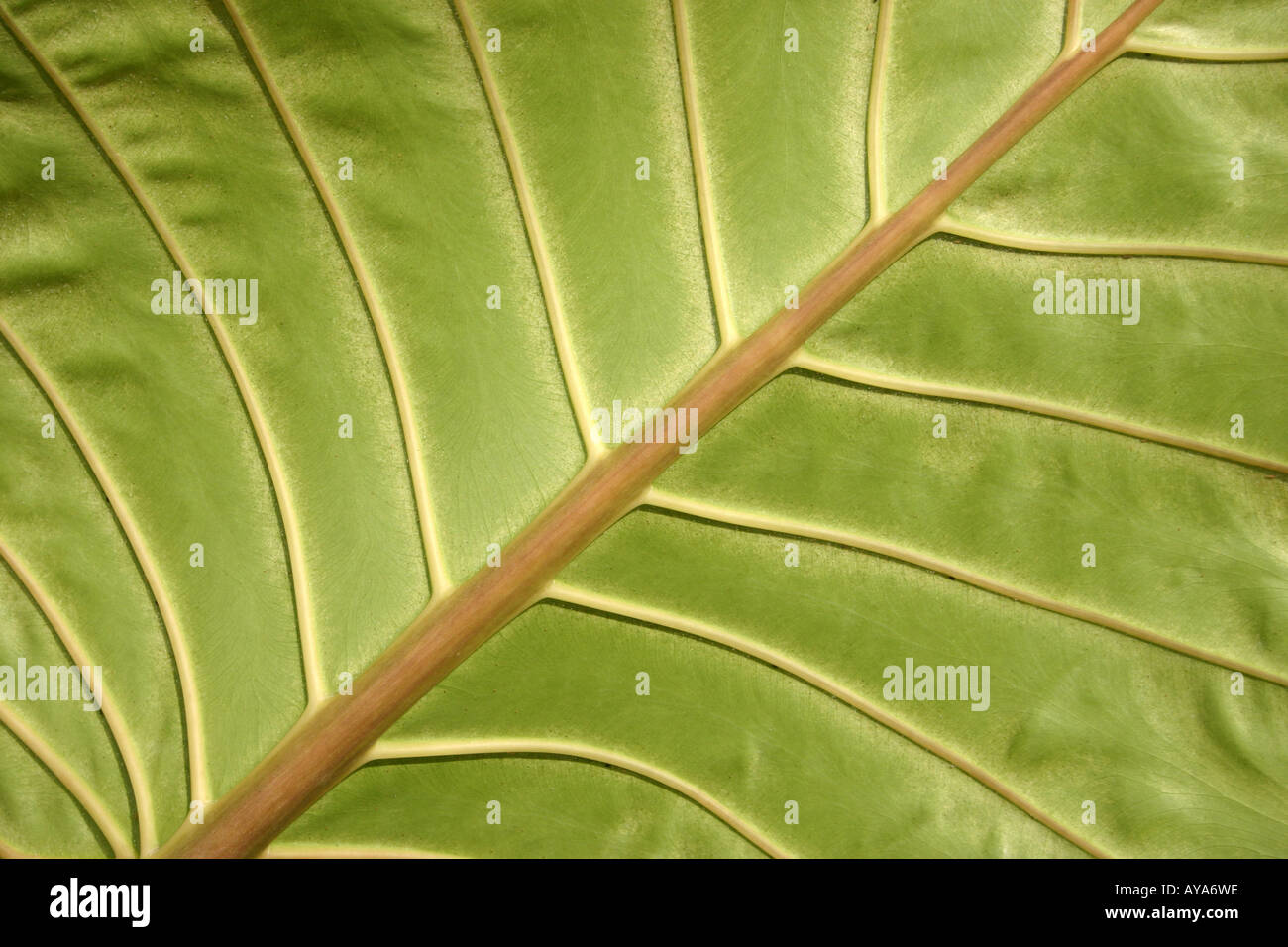Details of the structure of a leaf Stock Photo - Alamy