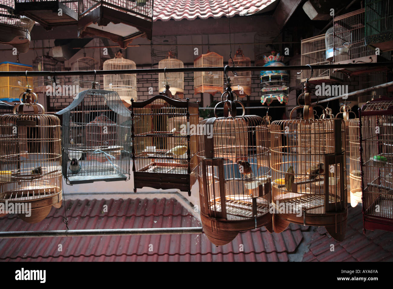 Lines for birds hi-res stock photography and images - Alamy