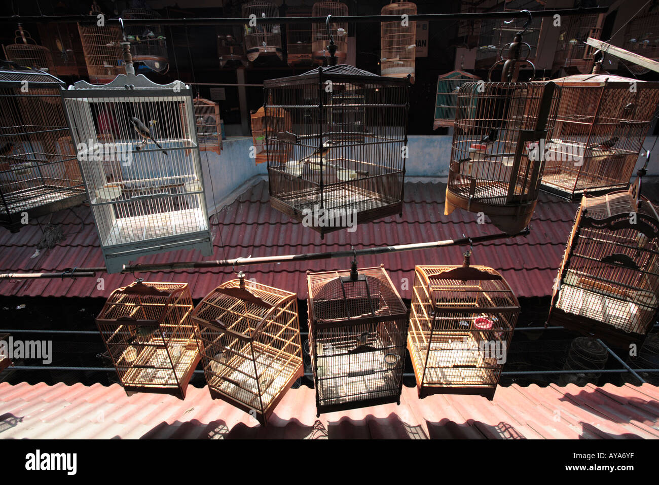 Lines for birds hi-res stock photography and images - Alamy